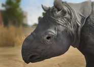 Javan Rhinoceros | Zoo Tycoon Wiki | Fandom
