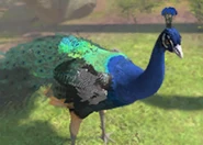 Common Peafowl | Zoo Tycoon Wiki | Fandom