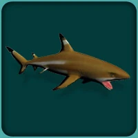 Blacktip Reef Shark | Zoo Tycoon Wiki | Fandom