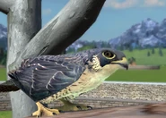 Peregrine Falcon | Zoo Tycoon Wiki | Fandom