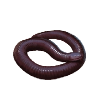 Mexican Burrowing Caecilian | Zoo Tycoon Wiki | Fandom