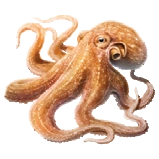 Common Octopus | Zoo Tycoon Wiki | Fandom