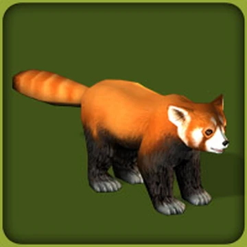 Pygmy Red Panda