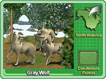 Coniferous Forest Wolves