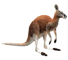 Red Kangaroo (RR) | Zoo Tycoon & Wildlife Park Wiki | Fandom