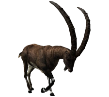 Alpine Ibex (RR) | Zoo Tycoon & Wildlife Park Wiki | Fandom