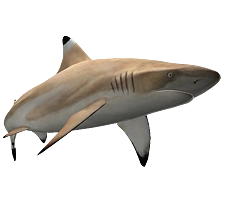 Blacktip Reef Shark (RR) | Zoo Tycoon & Wildlife Park Wiki | Fandom