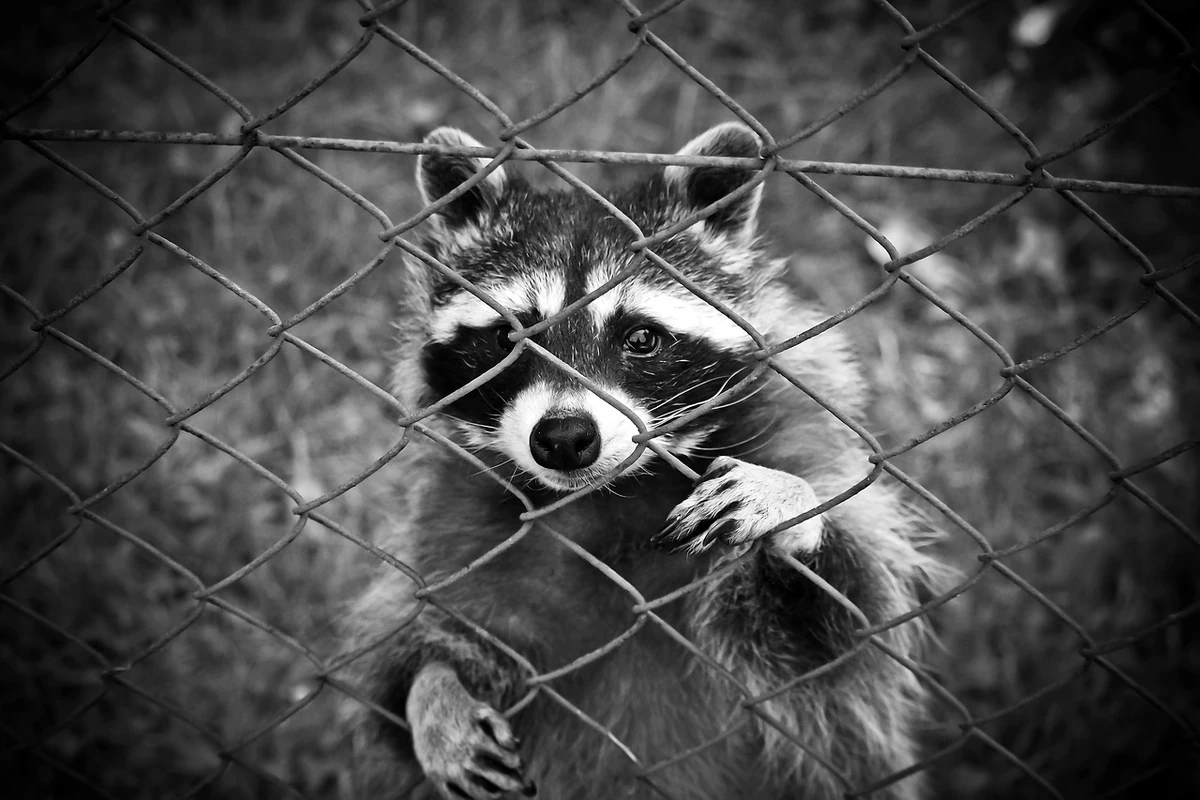 Zorilla | Zorilla series Wiki | Fandom