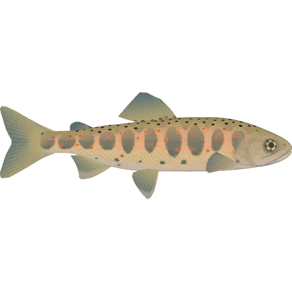 Amago Trout (iR-Willow) | ZT2 Download Library Wiki | Fandom