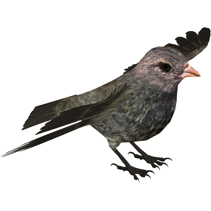 Vampire Finch