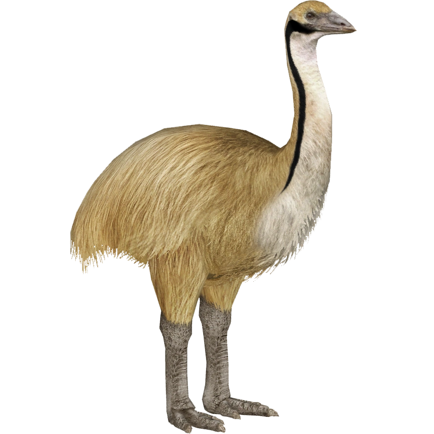 Category:Extinct Ratites | ZT2 Download Library Wiki | Fandom