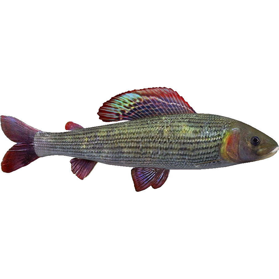 European Grayling (PaJaS30) | ZT2 Download Library Wiki | Fandom
