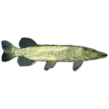 Southern Pike (Robbie) | ZT2 Download Library Wiki | Fandom