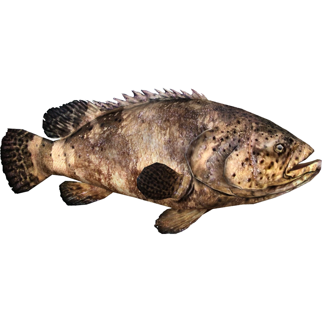 Goliath Grouper (HENDRIX) | ZT2 Download Library Wiki | Fandom