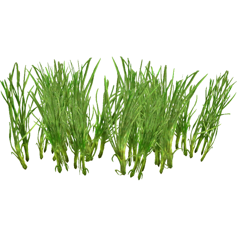 Swampgrass (Worldwide Designers United) | ZT2 Download Library Wiki ...