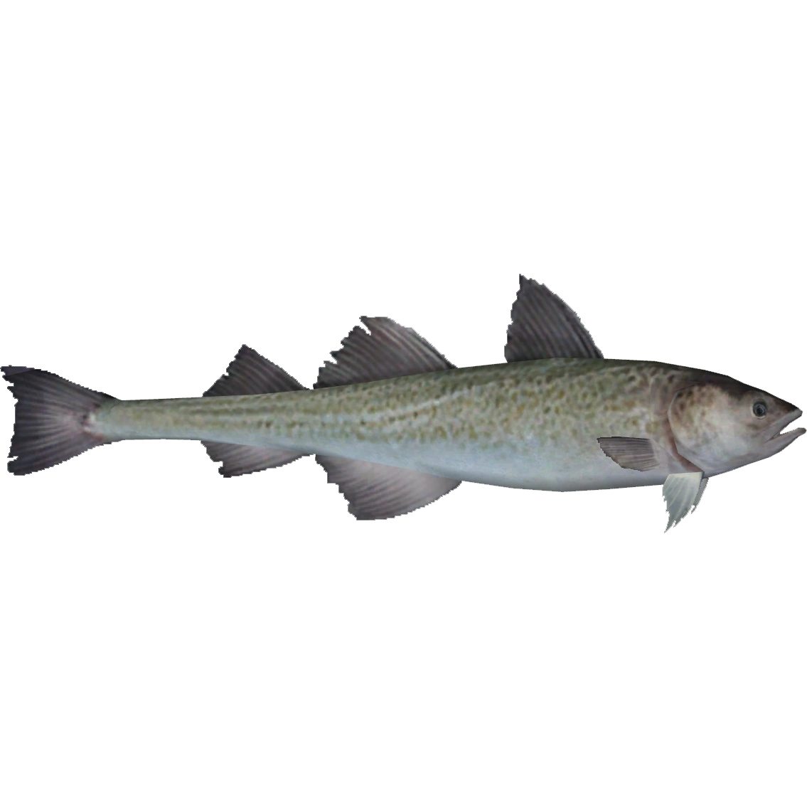 Alaska Pollock (Dycki1231) | ZT2 Download Library Wiki | Fandom