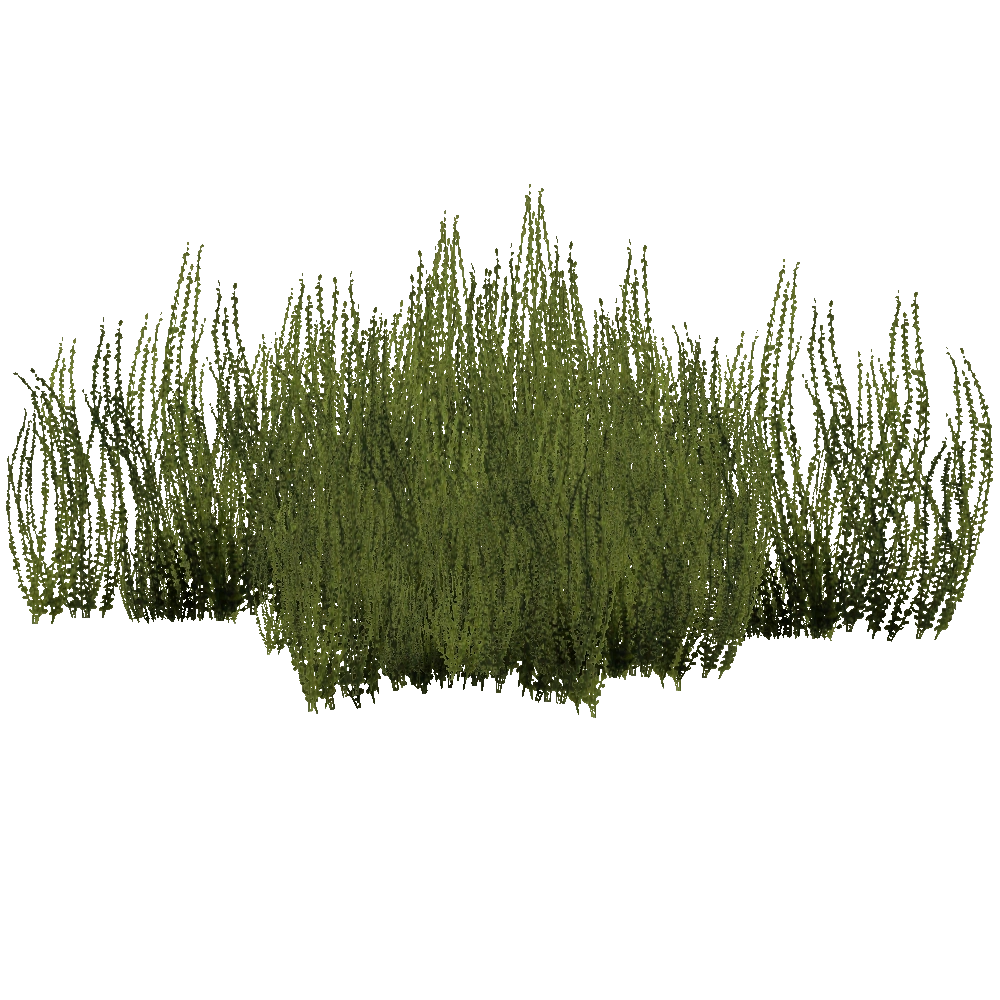 Seagrass (Tigress) | ZT2 Download Library Wiki | Fandom