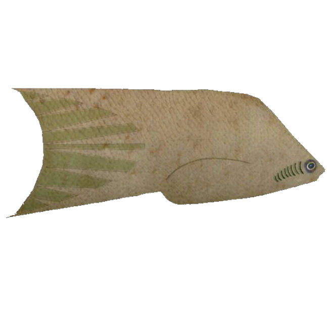 Sphenonectris (Imago) | ZT2 Download Library Wiki | Fandom