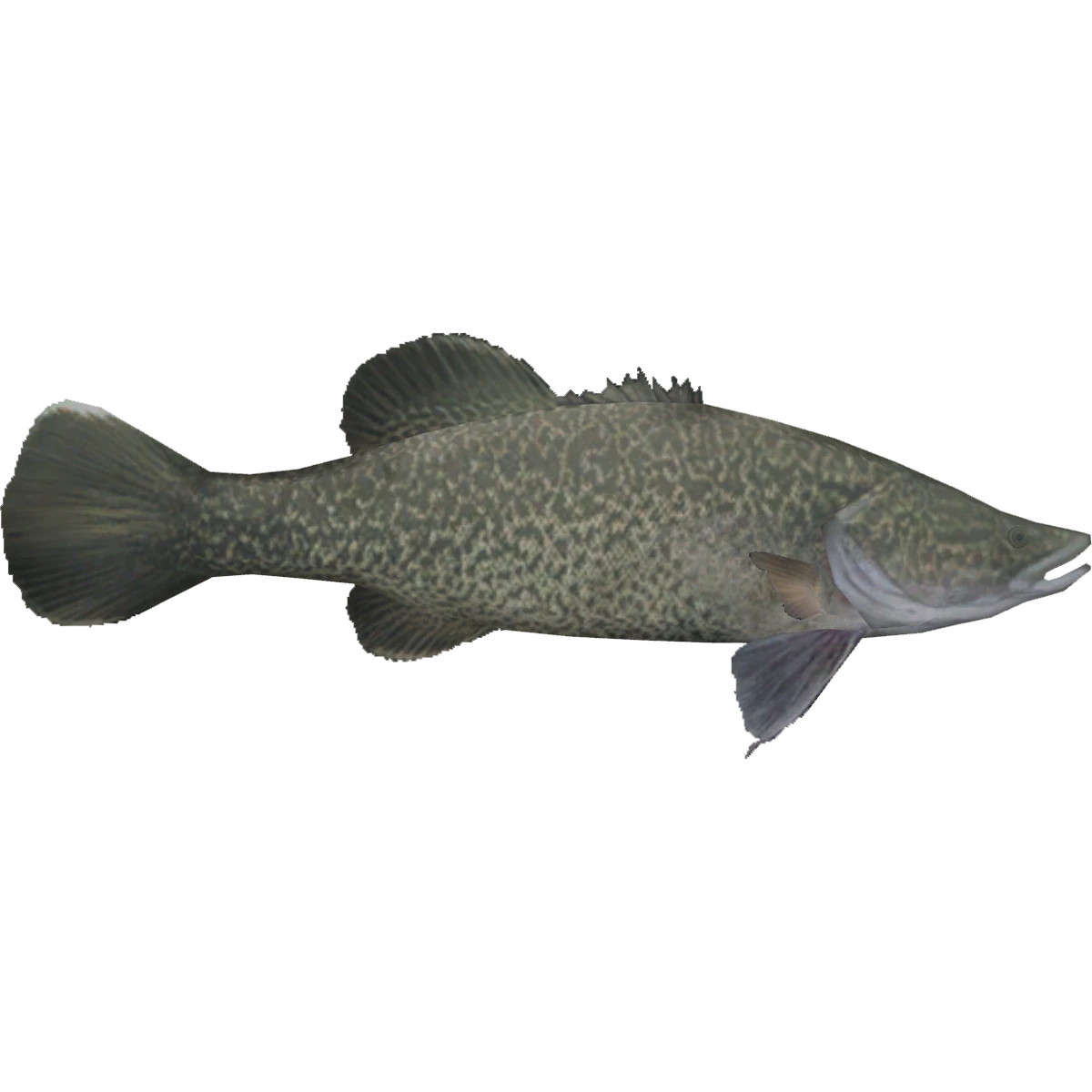 Murray Cod (Dycki1231) | ZT2 Download Library Wiki | Fandom