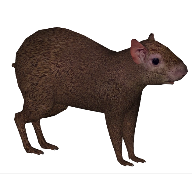Central American Agouti (RGDS & Scott) | ZT2 Download Library Wiki | Fandom