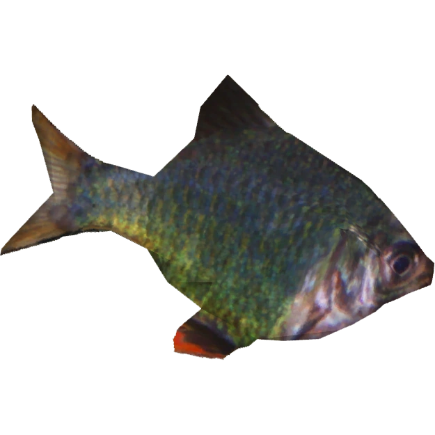 Green Tiger Barb (Dycki1231) | ZT2 Download Library Wiki | Fandom