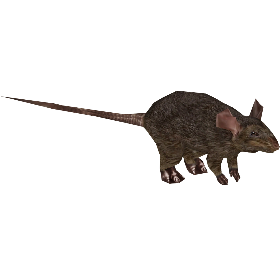 Giant Sunda Rat (Tamara Henson) | ZT2 Download Library Wiki | Fandom
