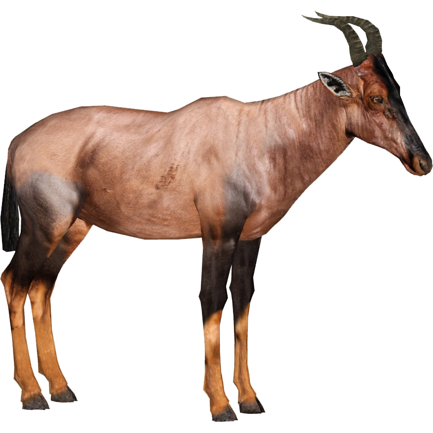 Topi (Aquila & Thom) | ZT2 Download Library Wiki | Fandom