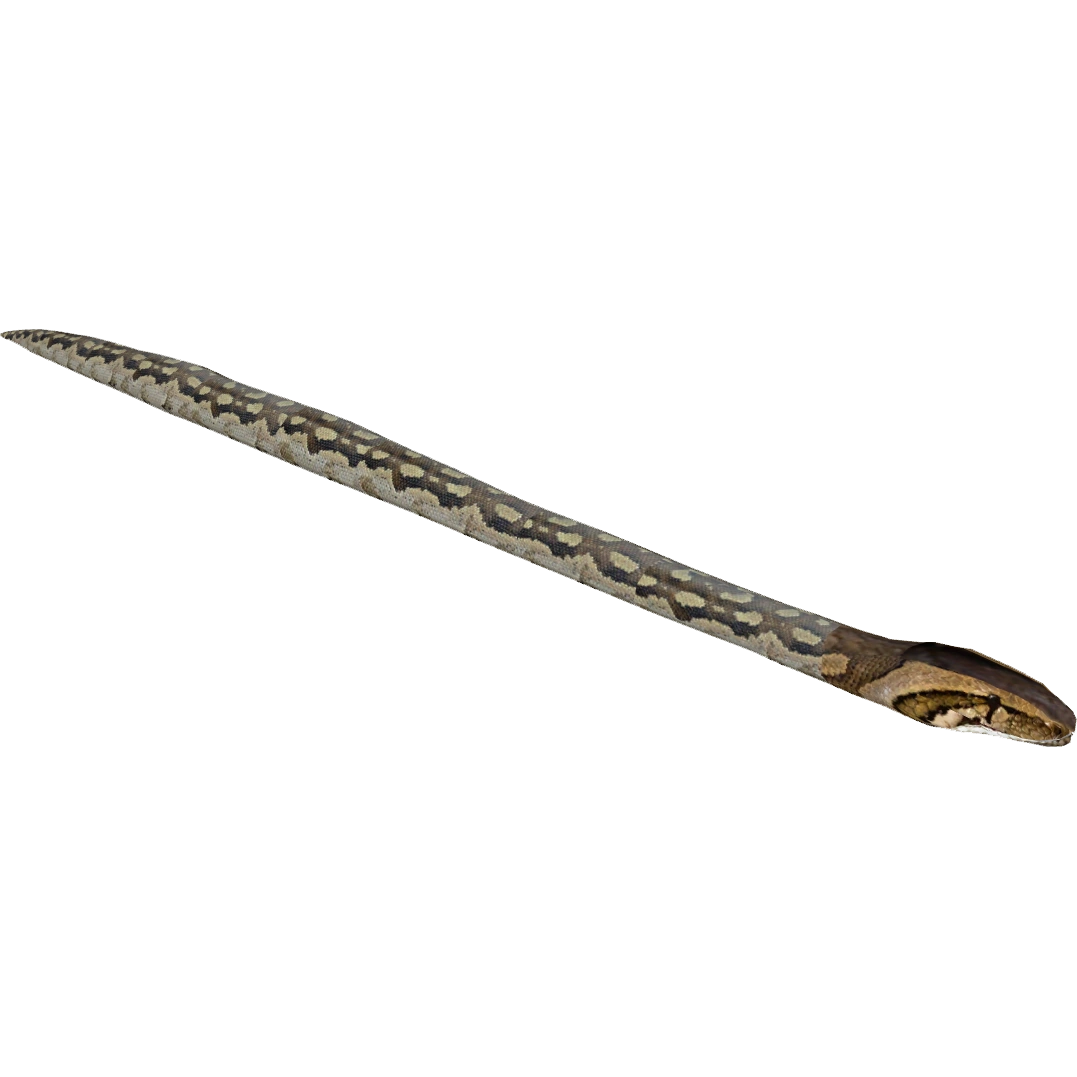 African Rock Python (Ron) | ZT2 Download Library Wiki | Fandom