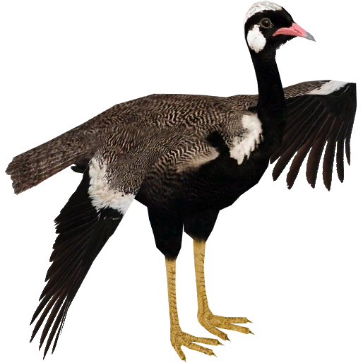 Southern Black Korhaan (Aurora Designs) | ZT2 Download Library Wiki ...
