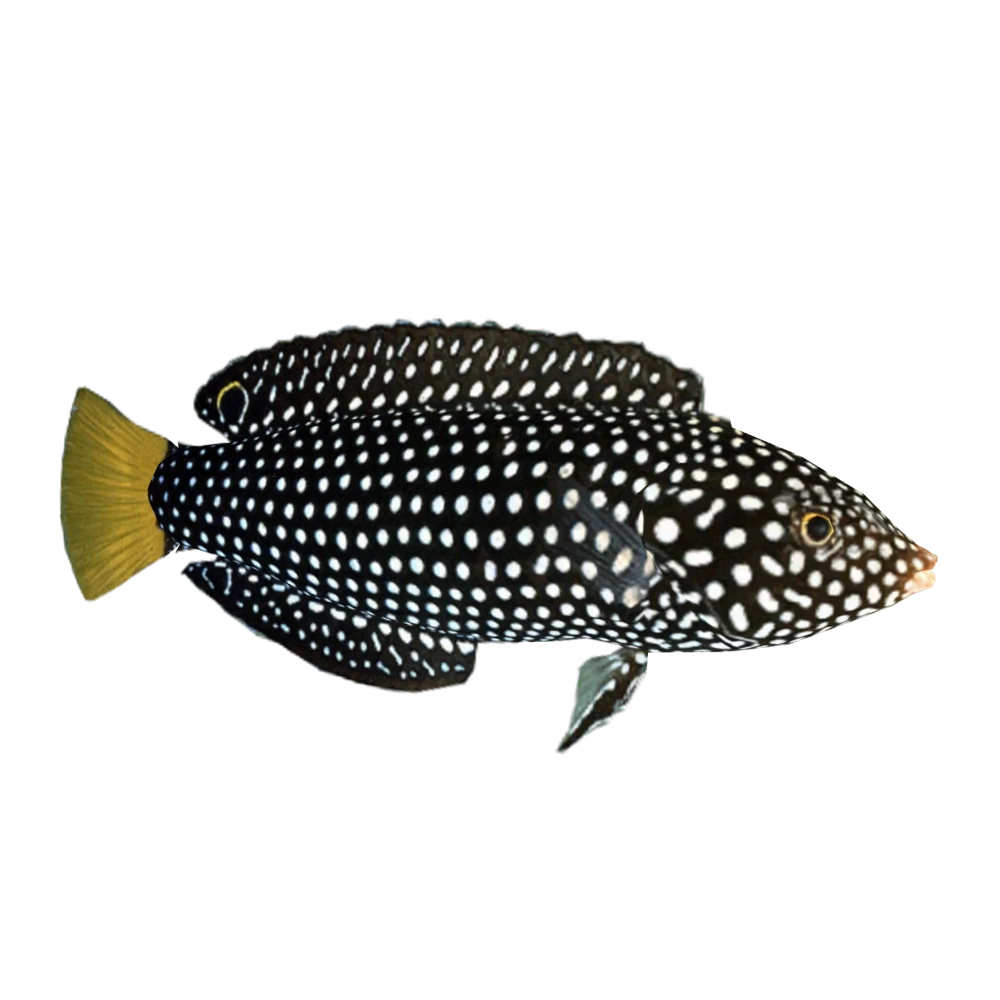 Yellow-tail Tamarin Wrasse (Eryel & Zoker) | ZT2 Download Library Wiki ...