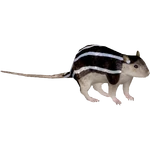 Category:Myomorphs | ZT2 Download Library Wiki | Fandom