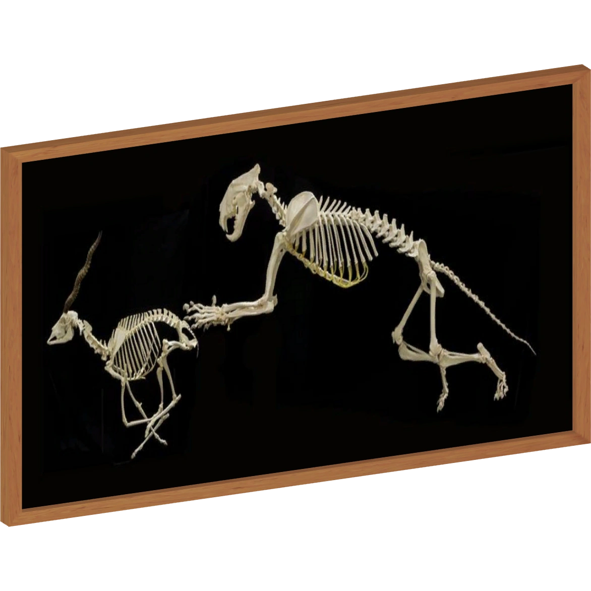 Skeleton Displays (Kbcoon) | ZT2 Download Library Wiki | Fandom
