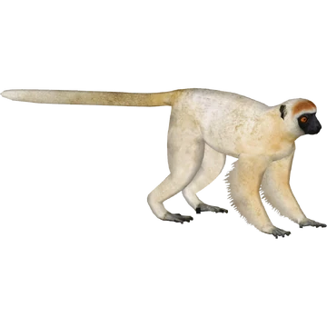 Golden Crowned Sifaka