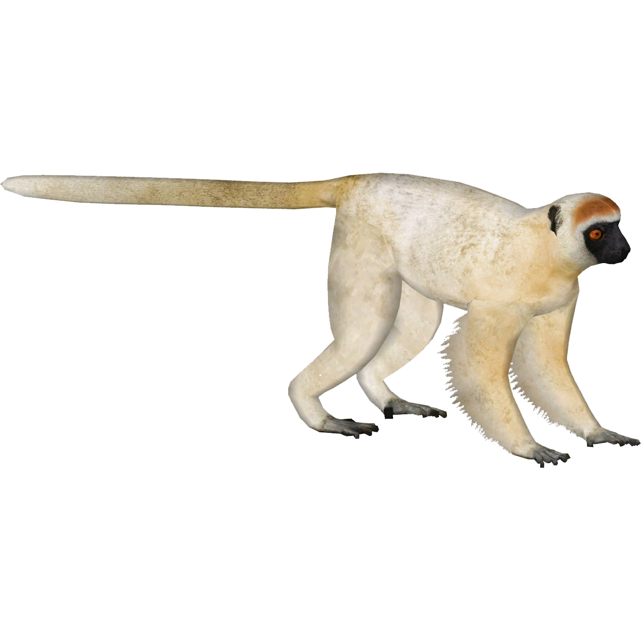 Golden Crowned Sifaka Lemur