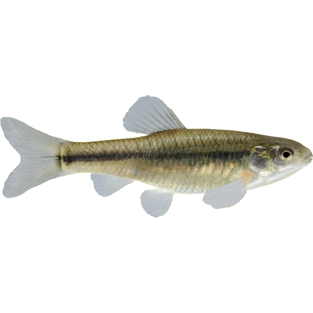 Fathead Minnow (JimmyzHoopz) | ZT2 Download Library Wiki | Fandom