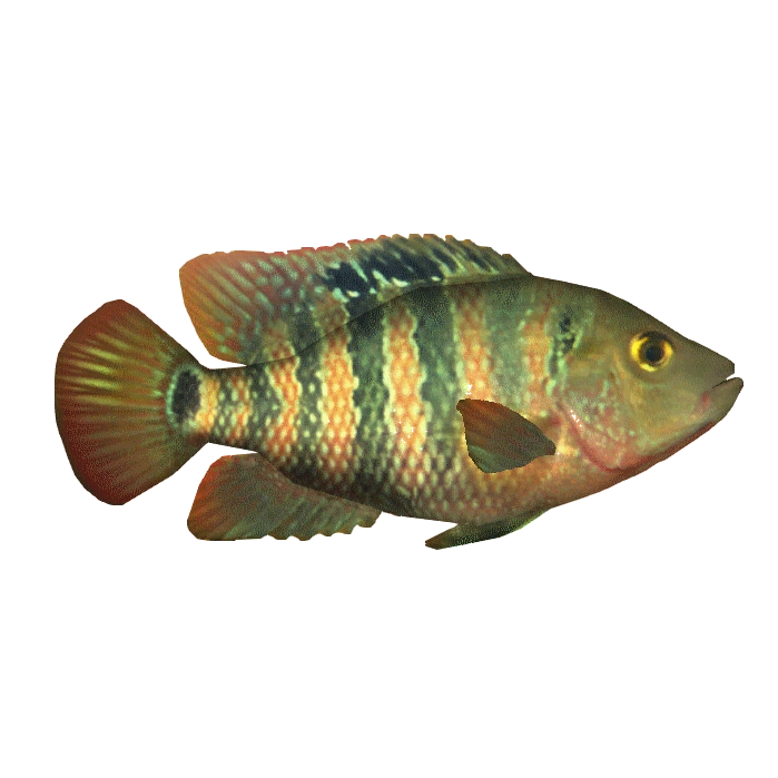 Festa's Cichlid (Fishzilla) | ZT2 Download Library Wiki | Fandom
