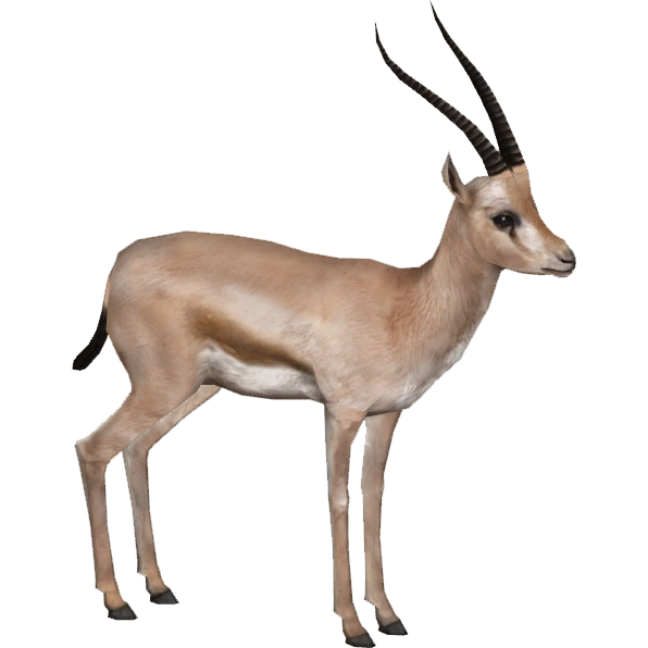 Rhim Gazelle