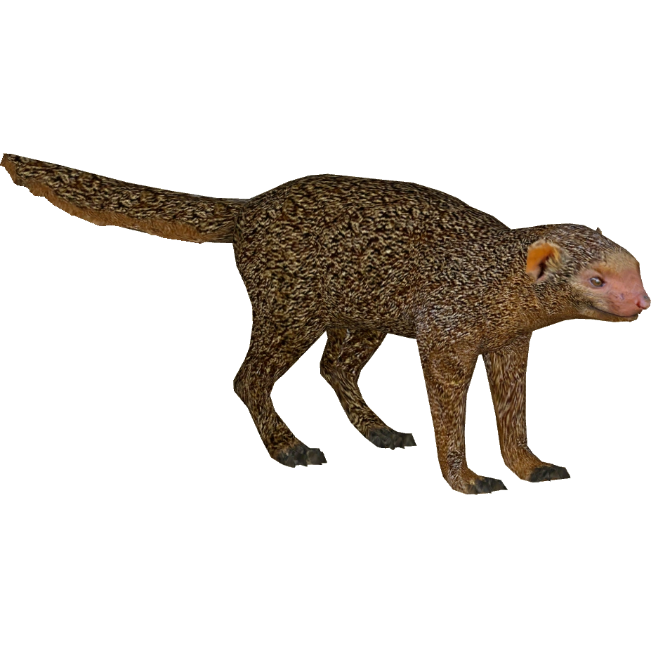 Dwarf Mongoose (DutchDesigns) | ZT2 Download Library Wiki | Fandom