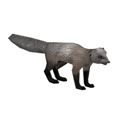 Montane Forest Animals