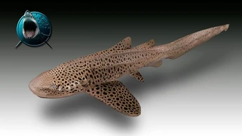 Zebra Shark (Zerosvalmont) | ZT2 Download Library Wiki | Fandom