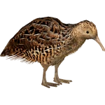 Category:Extinct Ratites | ZT2 Download Library Wiki | Fandom