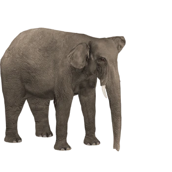 South African Mammoth (Demon Hunter) | ZT2 Download Library Wiki | Fandom