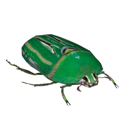 Glorious Scarab (Flish) | ZT2 Download Library Wiki | Fandom