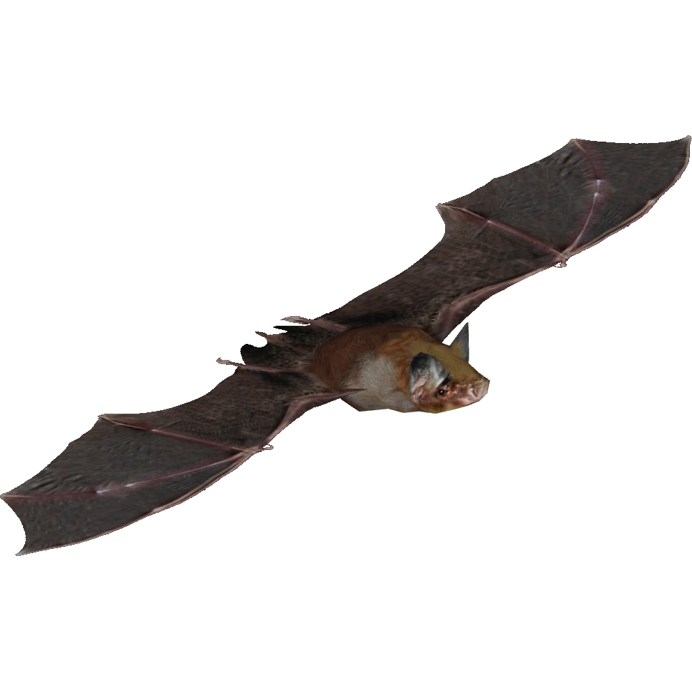 Kitti's Hog-nosed Bat (Tamara Henson) | ZT2 Download Library Wiki | Fandom