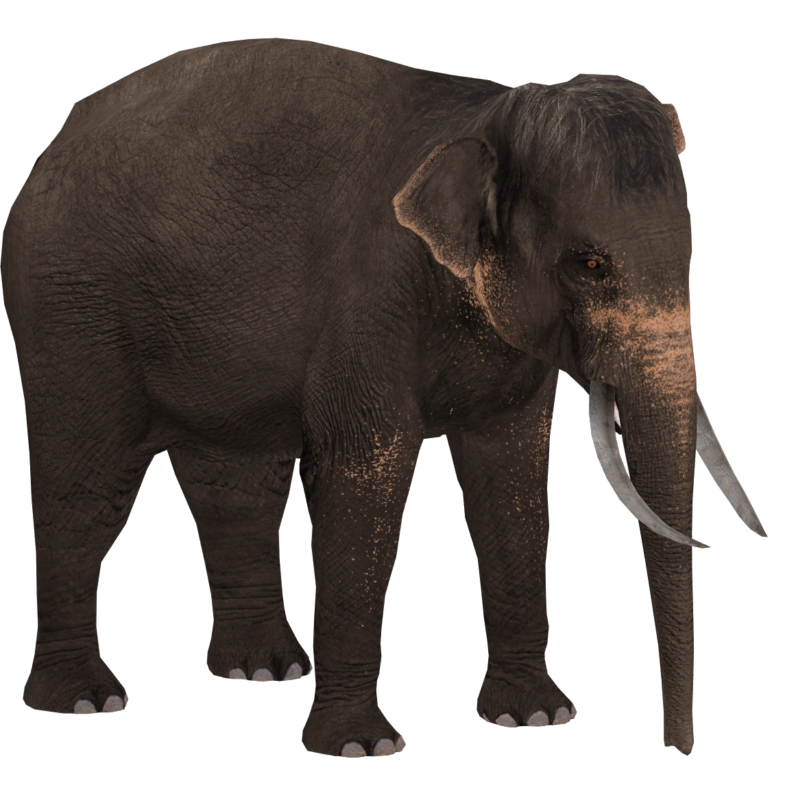 Zoo Tycoon 2 Radical Remake Elephant