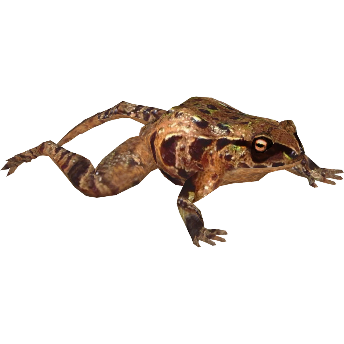 Archey's Frog (Tamara Henson) | ZT2 Download Library Wiki | Fandom