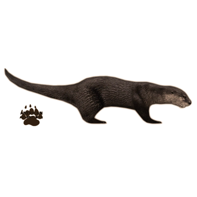 North American River Otter (JimmyzHoopz) | ZT2 Download Library Wiki ...
