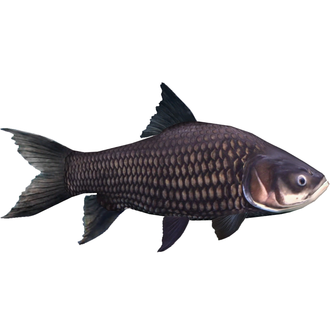 Barb Fish Giant