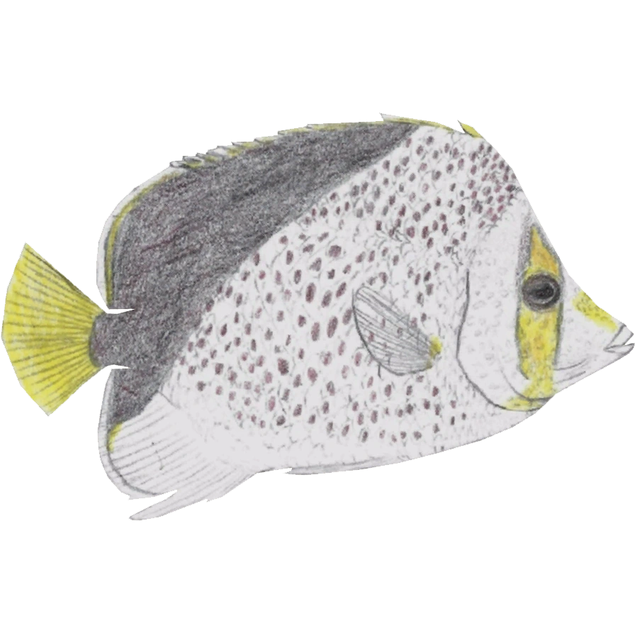 Tinker's Butterflyfish (Whalebite) | ZT2 Download Library Wiki | Fandom
