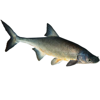 Bonytail Chub (Brzoza) | ZT2 Download Library Wiki | Fandom